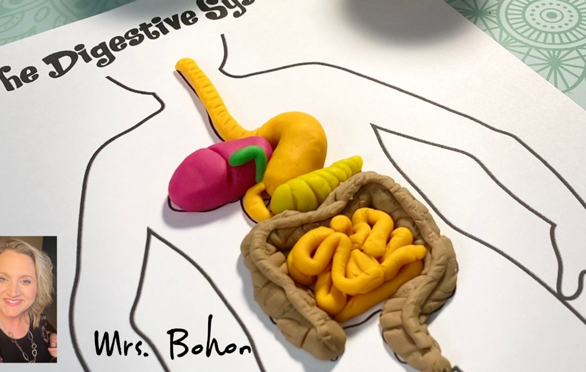 Digestive System Model Made Out Of Clay Digestive System Model | My XXX ... Digestive System Model Made Out Of Clay Digestive System Model | My XXX ...